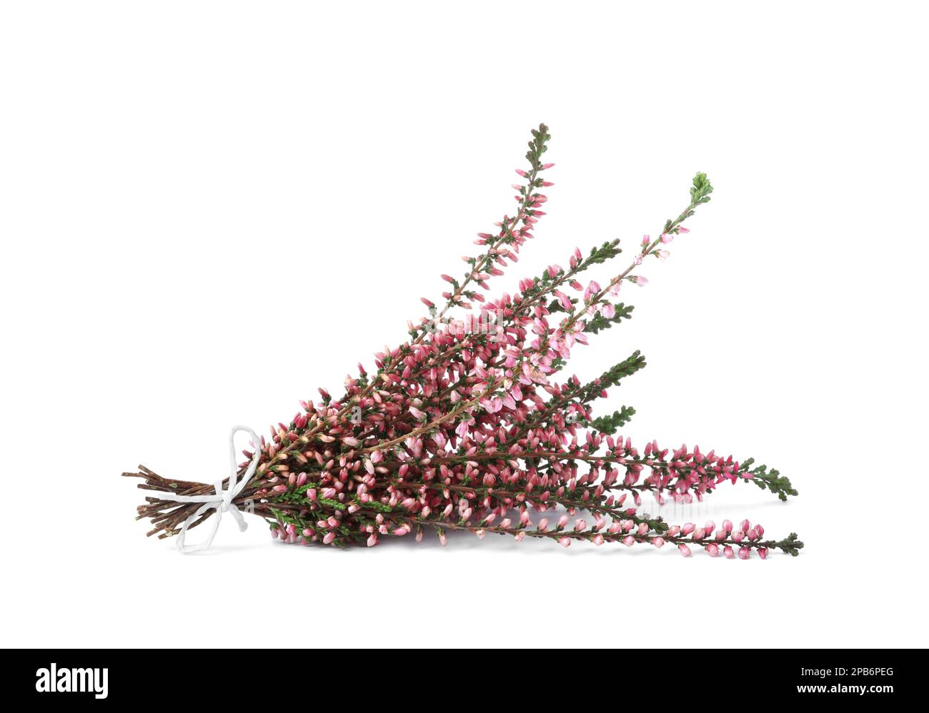 Heather branches Cut Out Stock Images & Pictures - Alamy