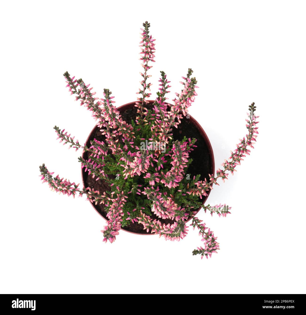 Beautiful heather in flowerpot isolated on white, top view Stock Photo ...