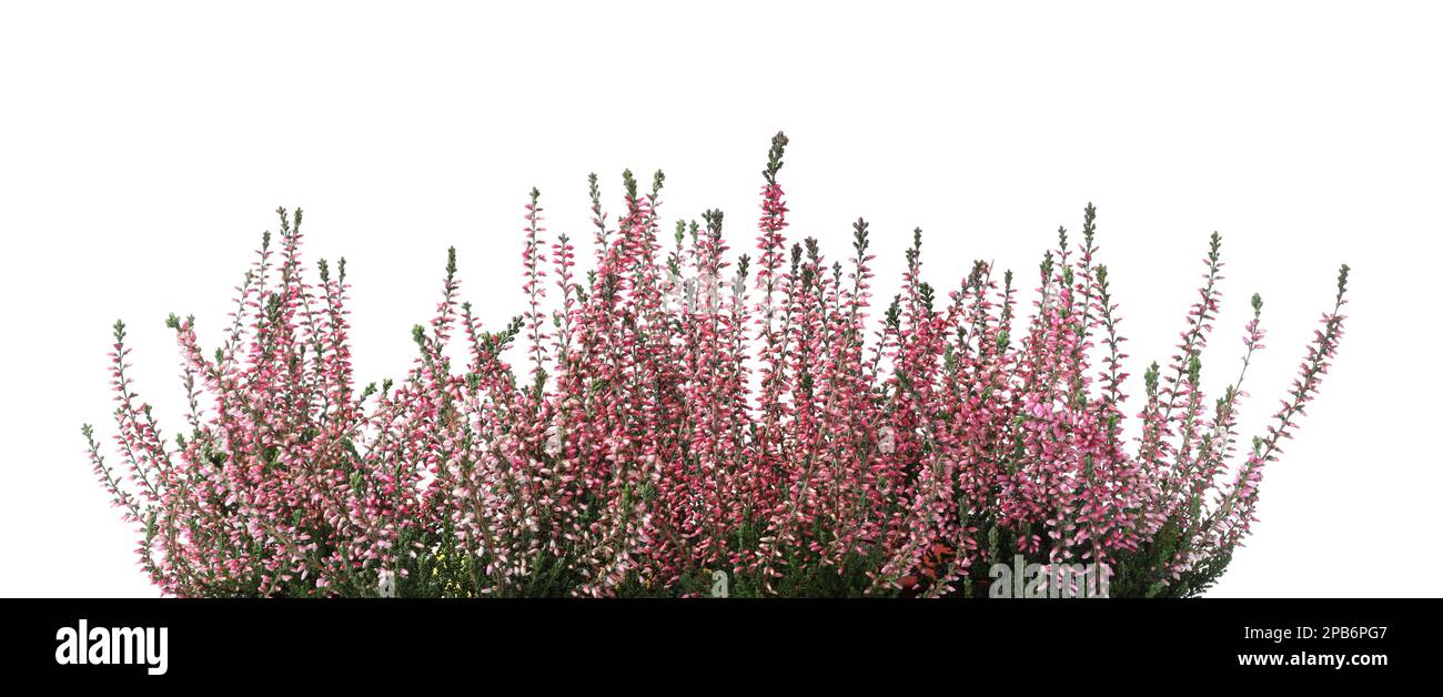 Heather with beautiful flowers on white background Stock Photo - Alamy