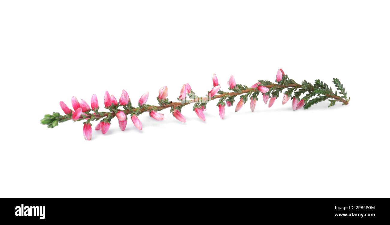 Sprig of heather with beautiful flowers isolated on white Stock Photo ...