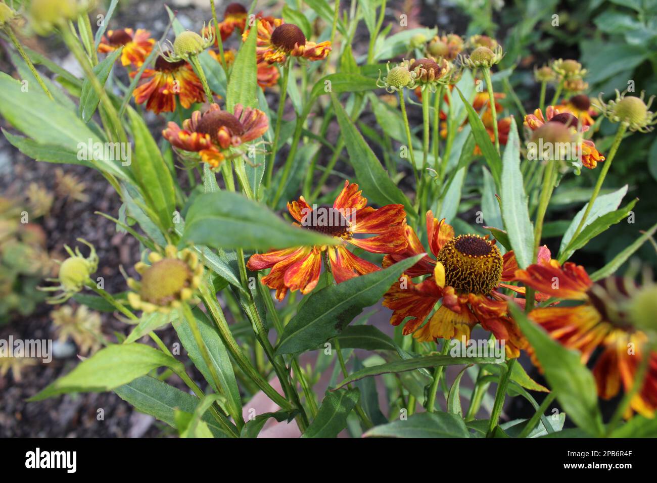 Helenium hybrid ´Rubinzwerg´ Stock Photo - Alamy