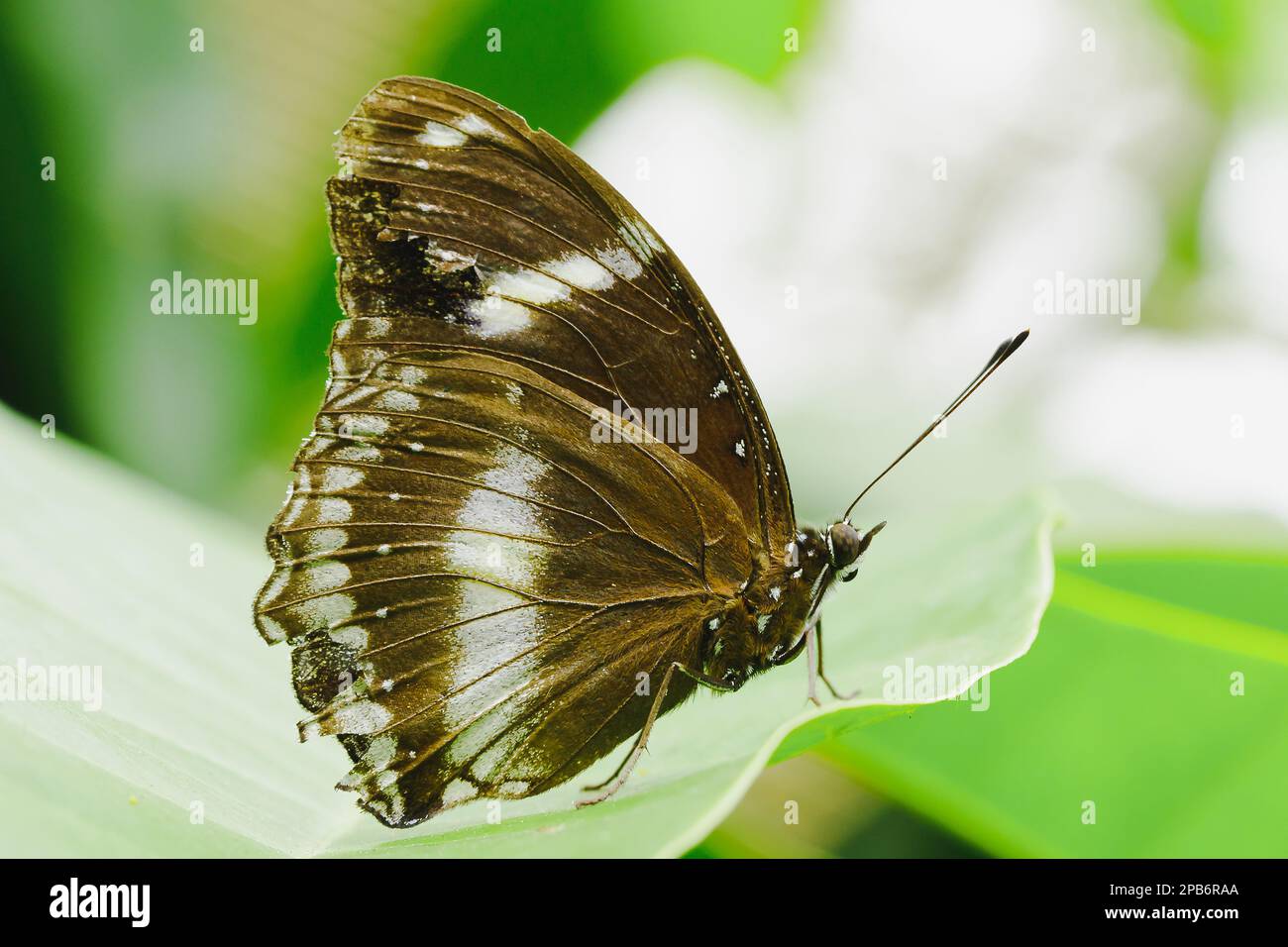 Jacintha eggfly butterfly hi-res stock photography and images - Alamy