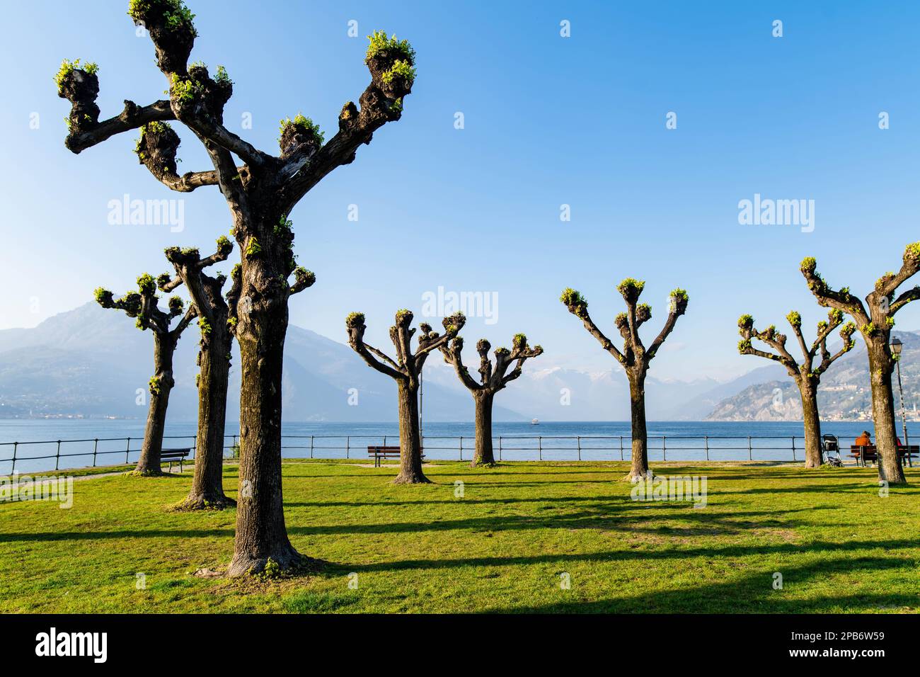 Pollarded plane trees in Parchetto della Punta city park of Bellagio ...