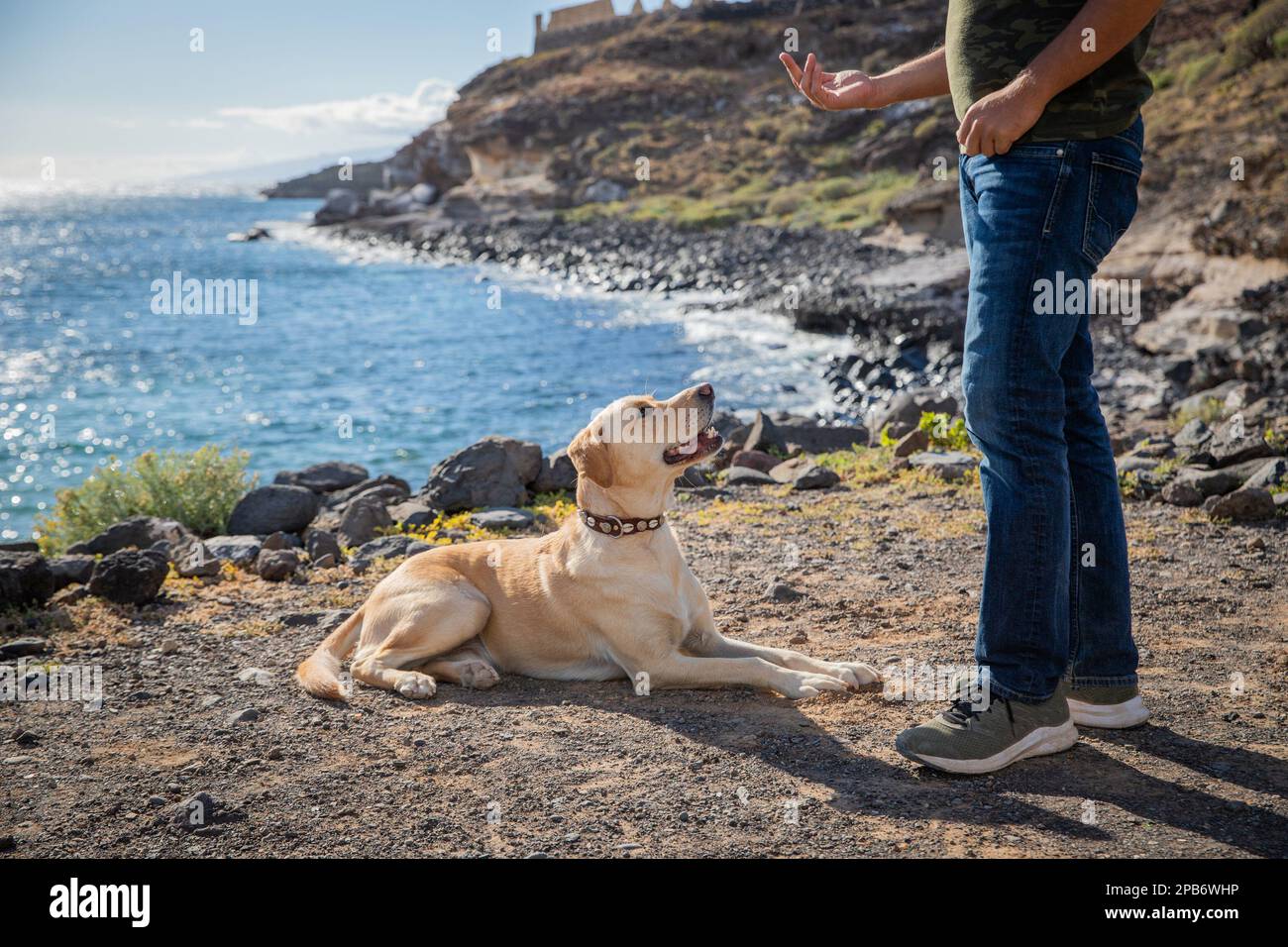 A dog trainer gestures with a dog during training, labrador retriever ...