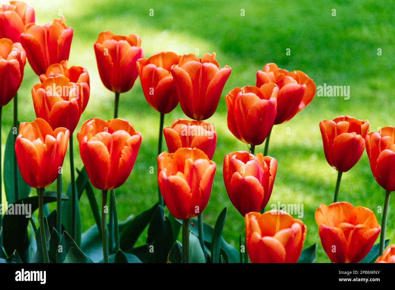 A stunning photo capturing rows of tall red tulips standing tall in a ...