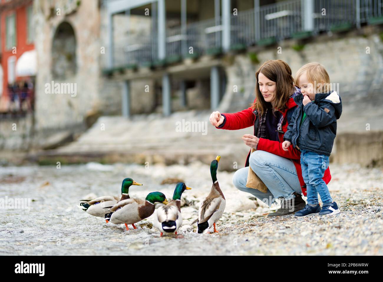 Mother and her toddler son feeding ducks in Varenna, one of the most ...
