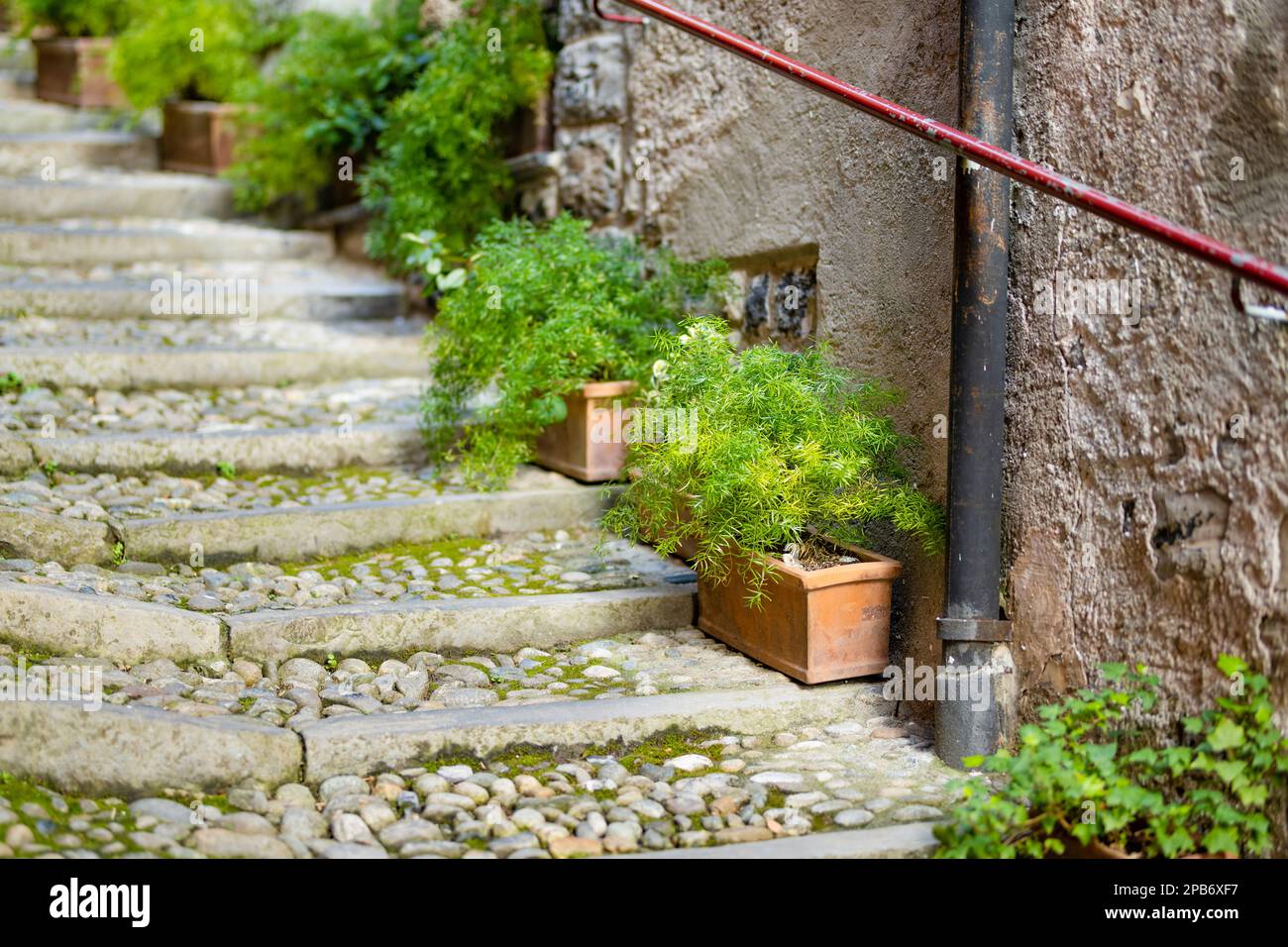 Green decorative plants in flower pots in Varenna, one of the most ...