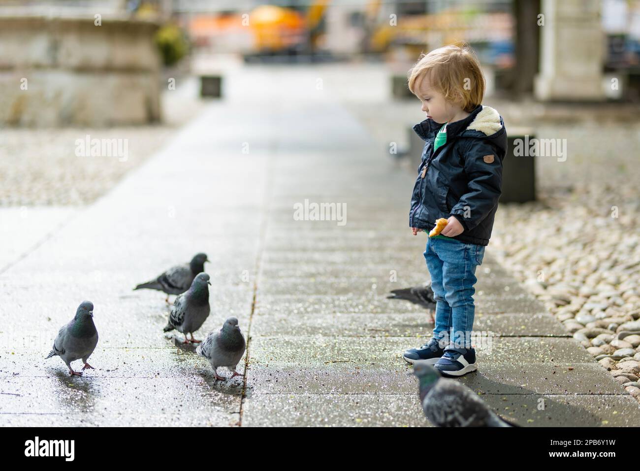 Cute toddler boy feeding pigeons on narrow street of Bergamo. Little ...