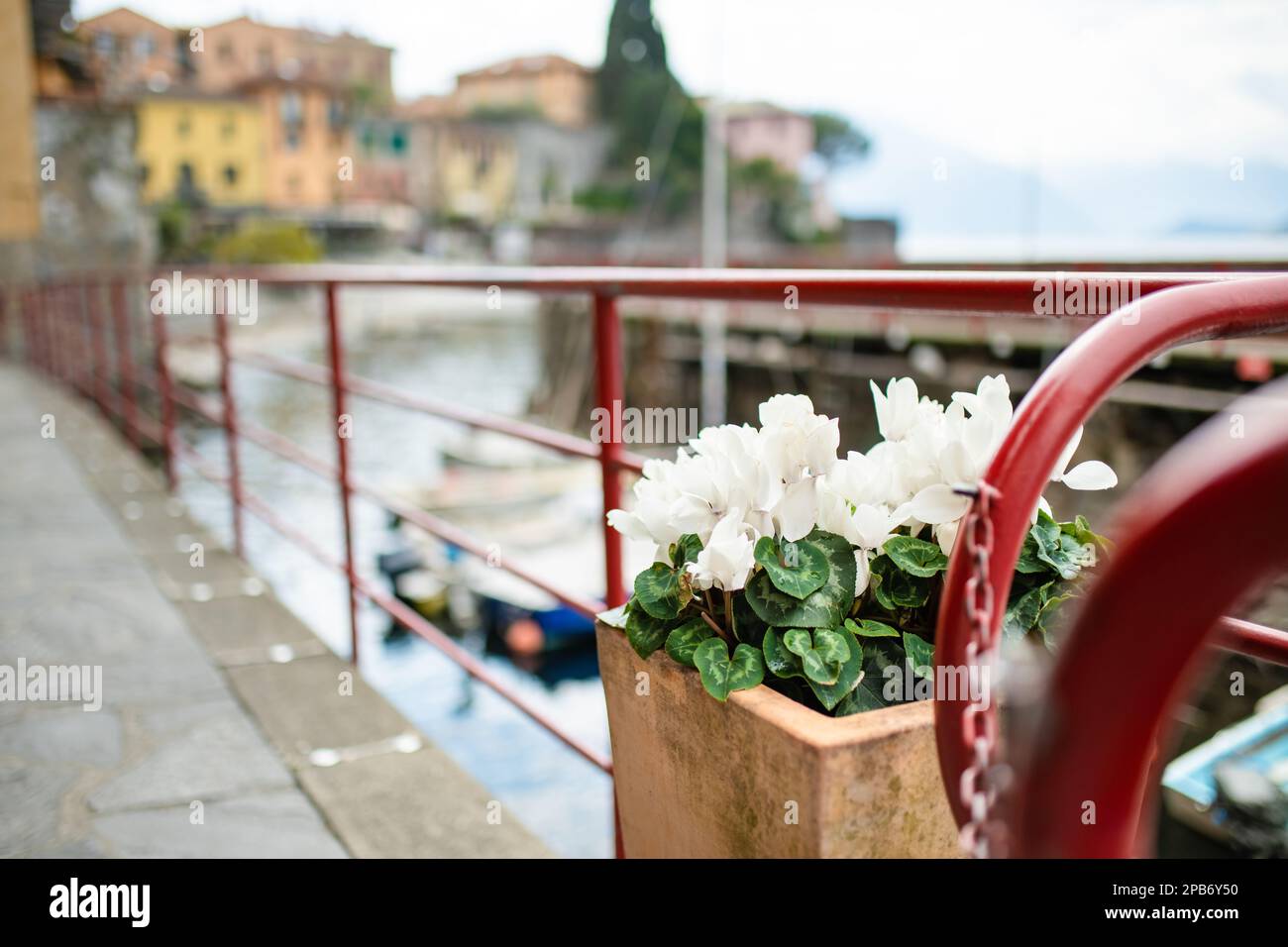 White anemones blossoming in flower pots in Varenna, one of the most ...