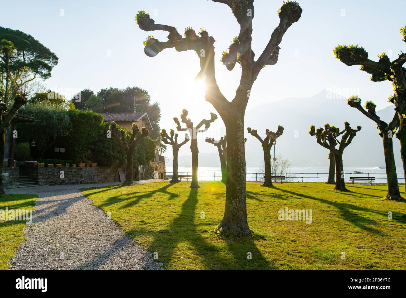 Pollarded plane trees in Parchetto della Punta city park of Bellagio ...