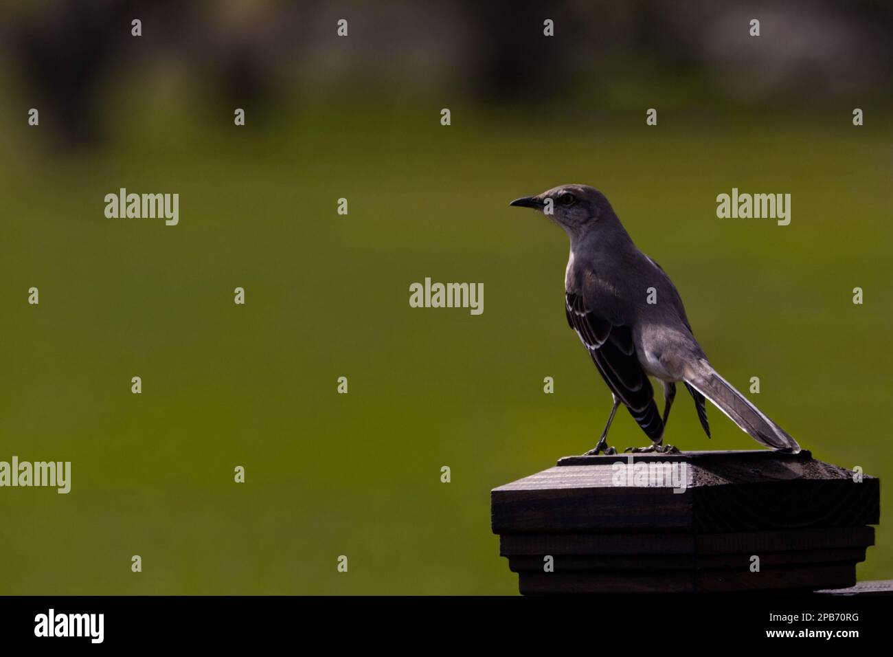 Perusing hi-res stock photography and images - Alamy