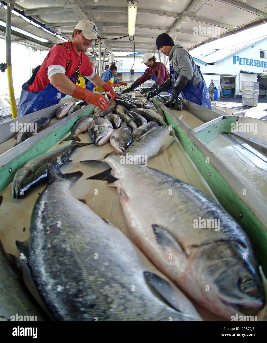 Icicle Seafoods dock workers sort through pink salmon at the Petersburg ...