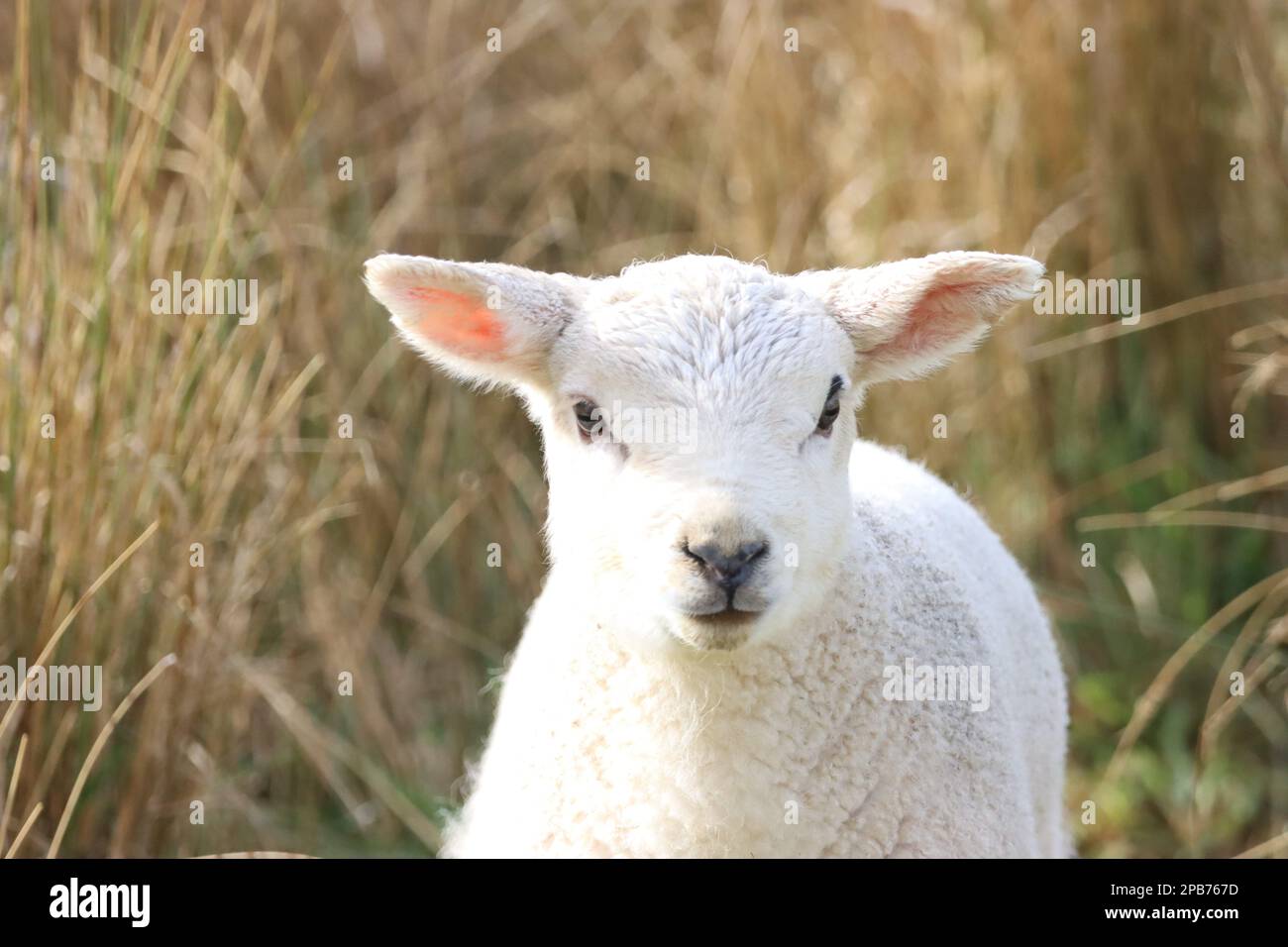 Cute baby lamb standing alone Stock Photo - Alamy