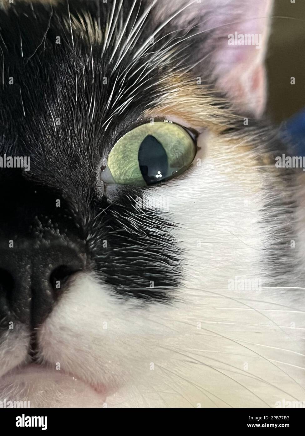cat's eye close-up. close-up photo of the eyes Stock Photo - Alamy