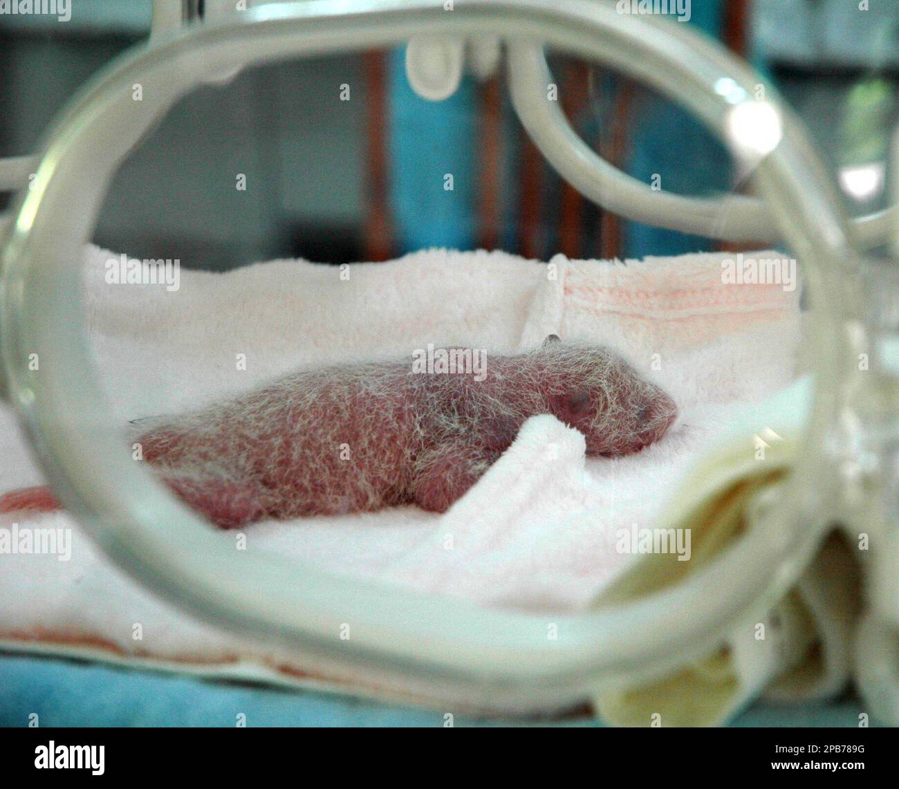 In this photo released by China's Xinhua News Agency, a newly-born ...