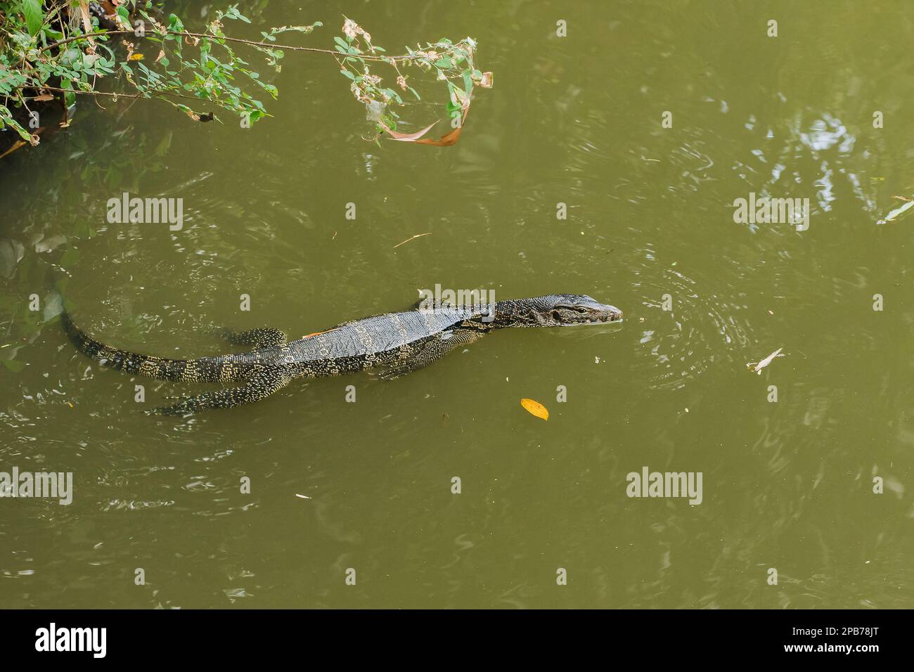 Bringer is in the water, Varanus salvator is a reptile in South Asia ...