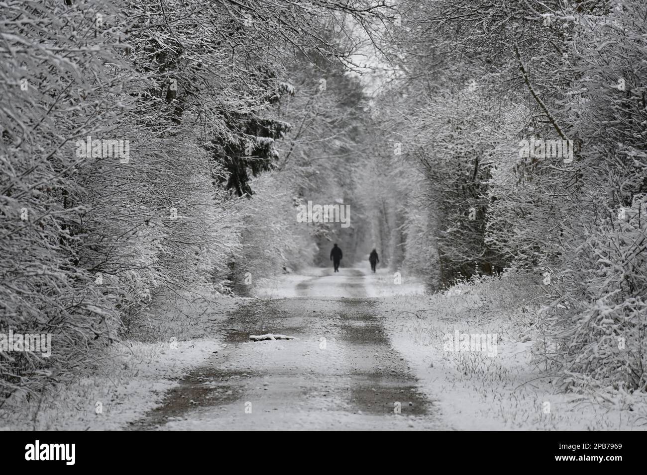 Subzero forest hi-res stock photography and images - Alamy