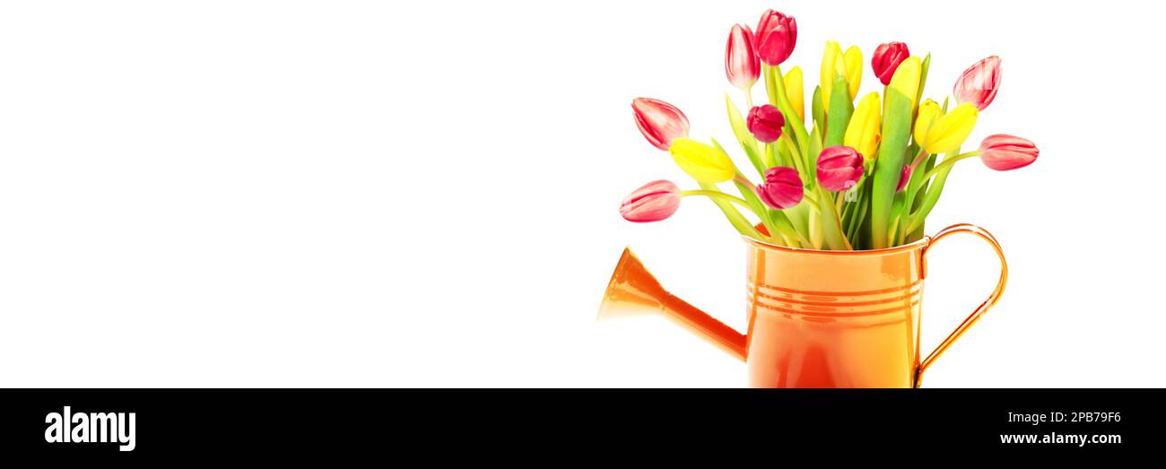 Spring flowers in watering can. Gardening tools and equipment Stock ...