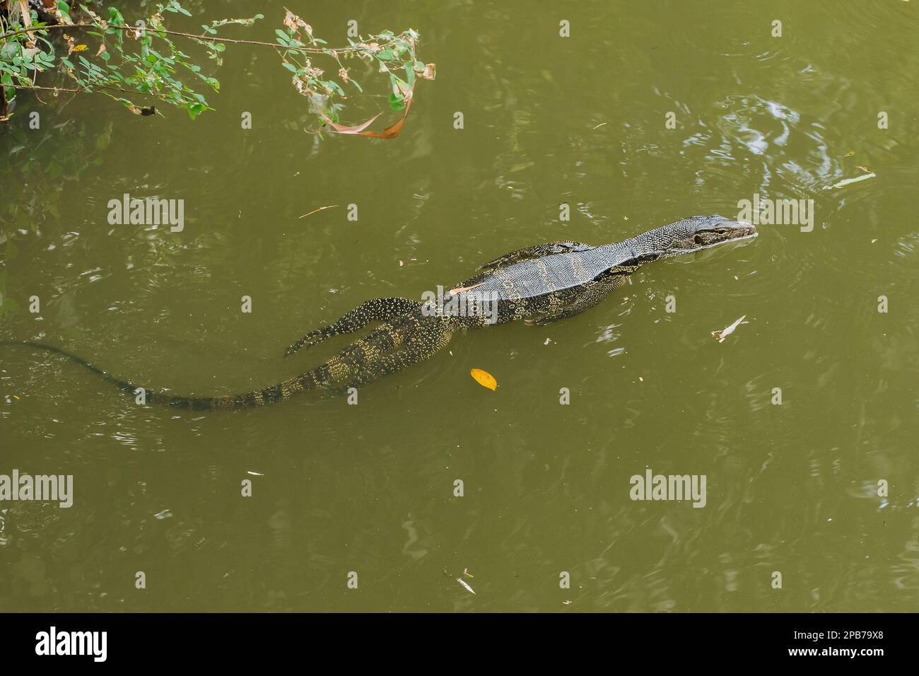 Bringer is in the water, Varanus salvator is a reptile in South Asia ...