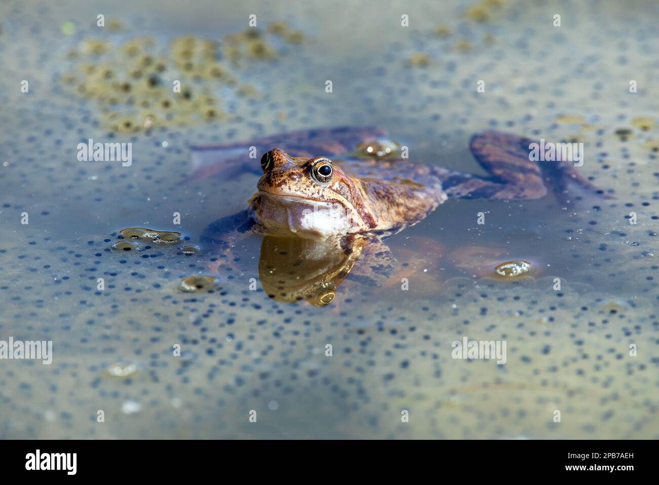 European Common brown Frog in latin Rana temporaria with eggs Stock Photo - Alamy