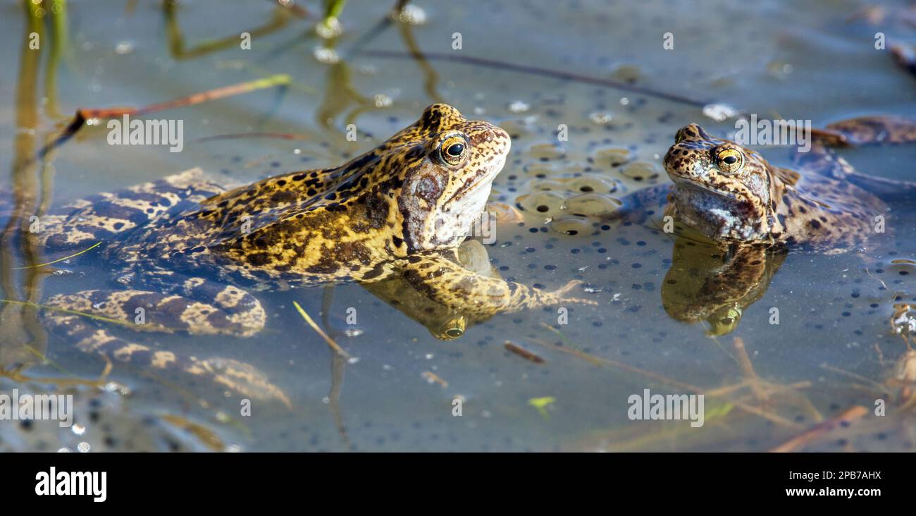 Two European Common brown Frogs in latin Rana temporaria grass frog ...