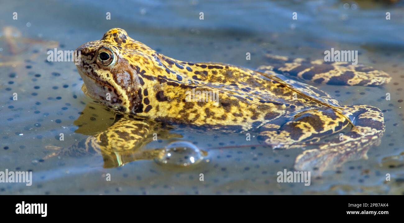 European Common brown Frog in latin Rana temporaria with eggs Stock ...