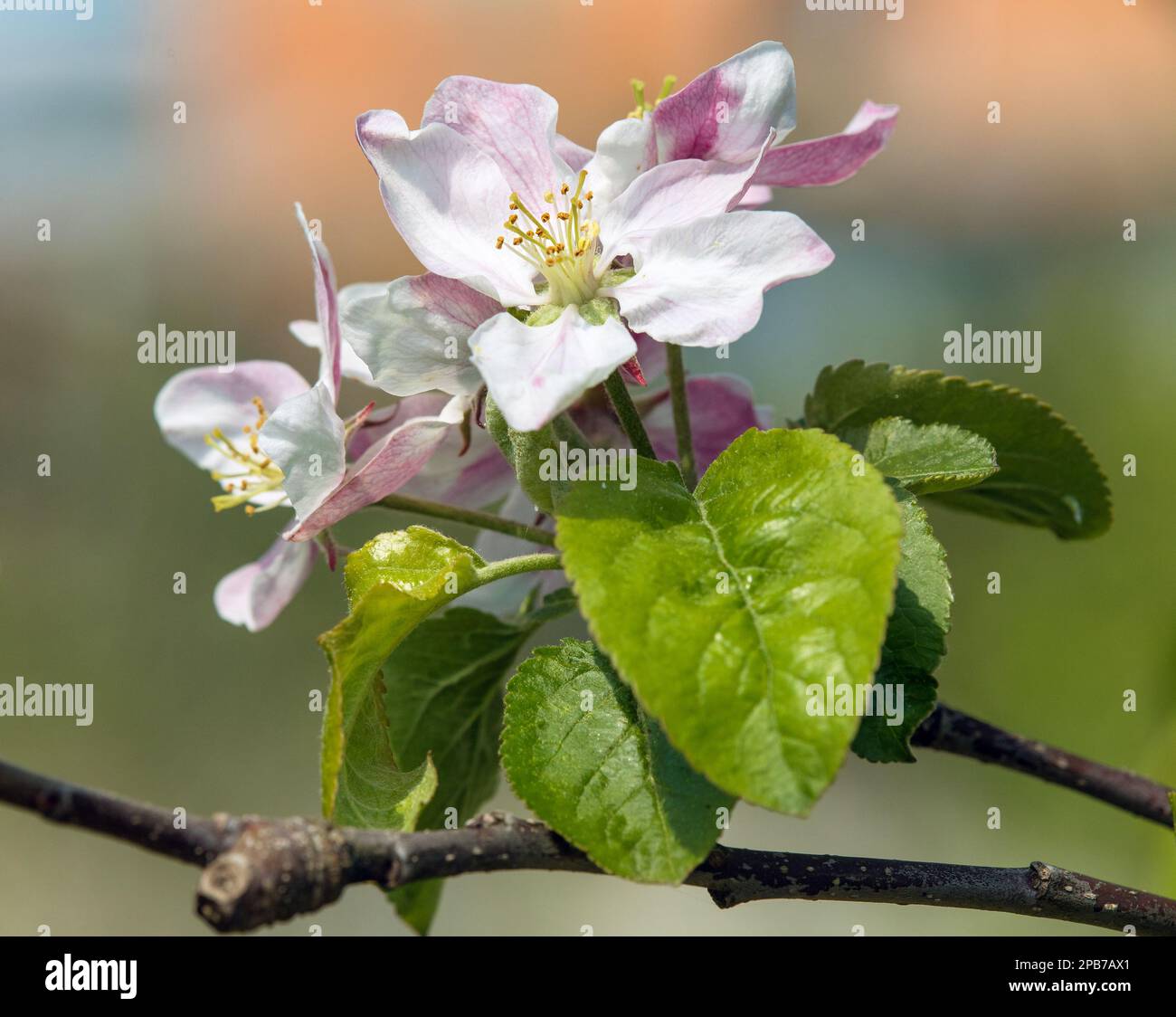 flower of apple tree in latin Malus Domestica flowering plant ...
