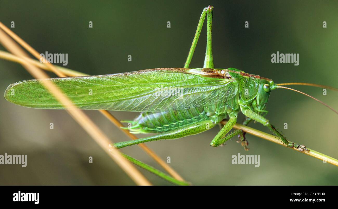 Grasshopper green, great green bush-cricket, in latin Tettigonia ...