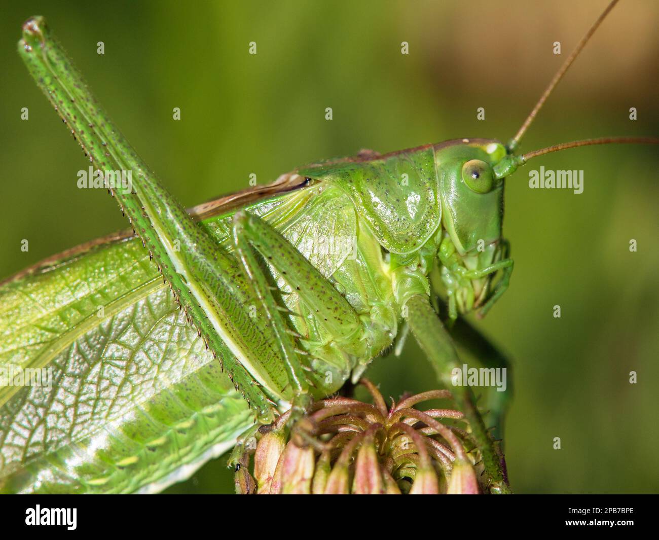 Grasshopper green, great green bush-cricket, in latin Tettigonia ...