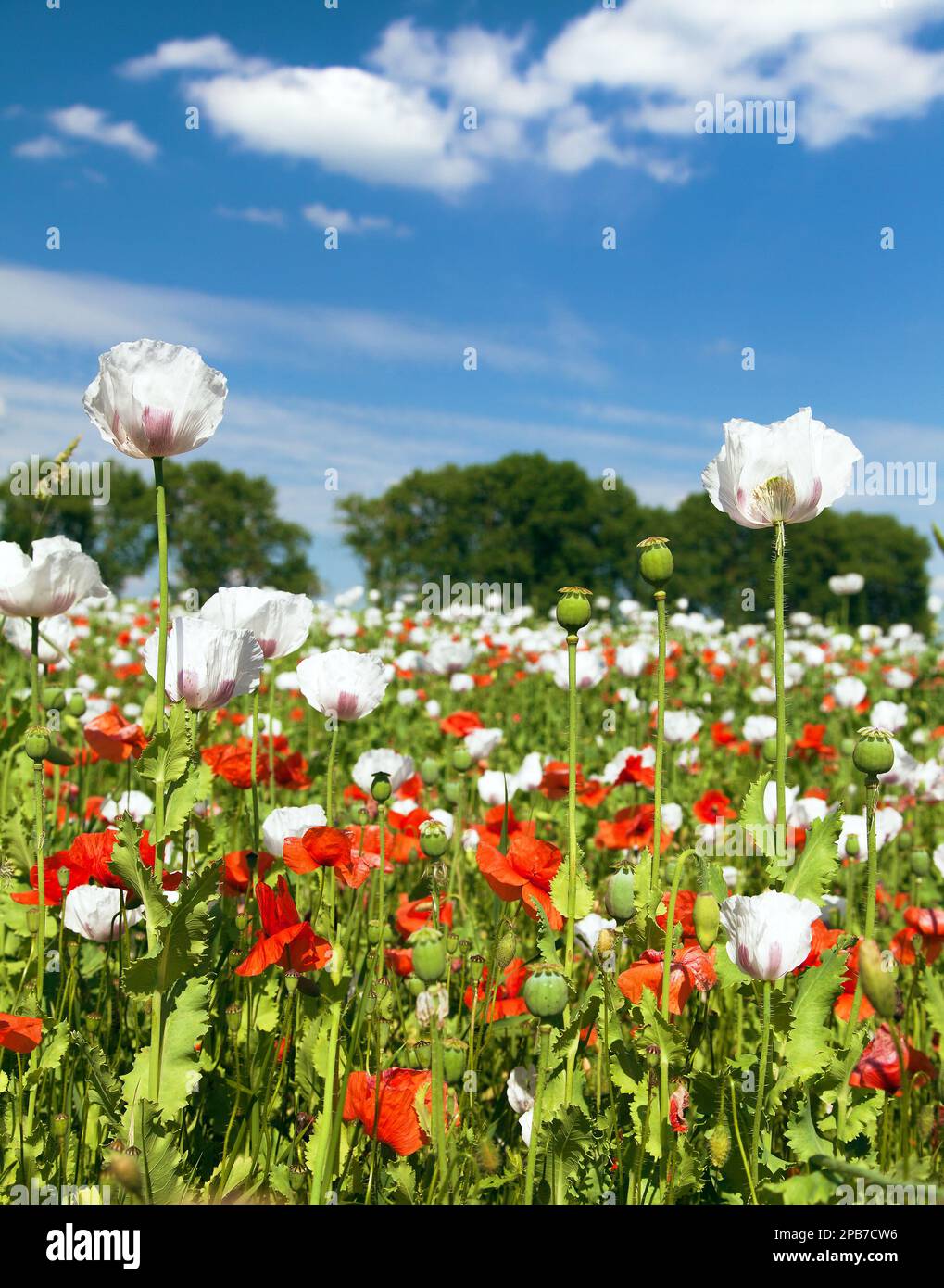 White flowering opium poppy field in Latin papaver somniferum, poppy ...