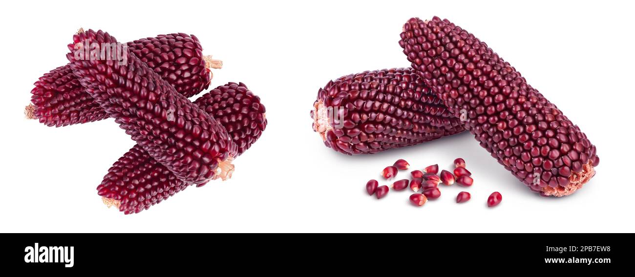 Purple corn or maize isolated on white background with full depth of ...