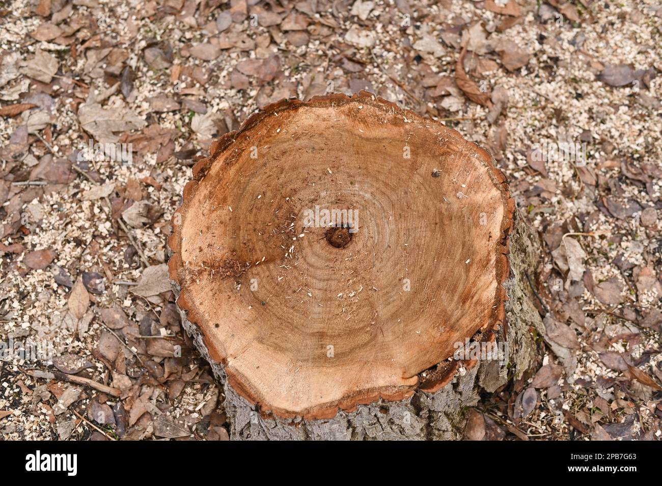 a cut tree stump. view from above. close-up Stock Photo - Alamy