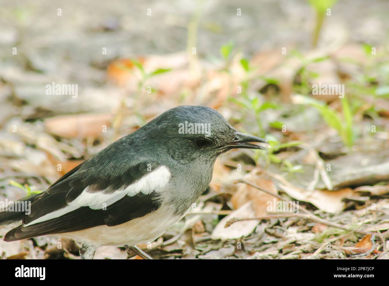 Oriental magpie robin is on the ground, Oriental magpie robin is a ...