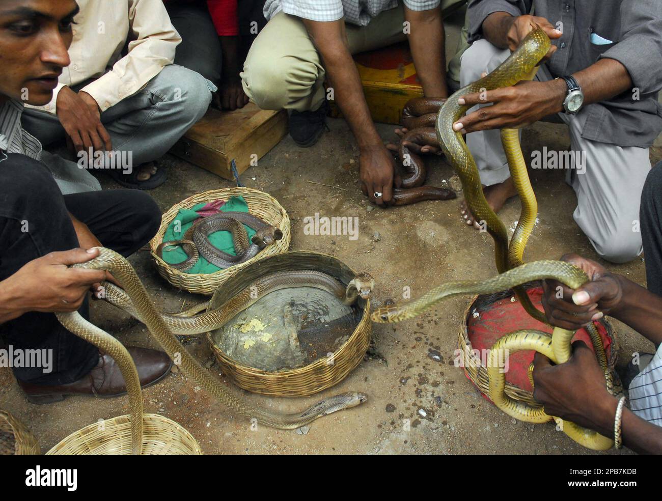 Members of voluntary organization People for Animal display snakes ...