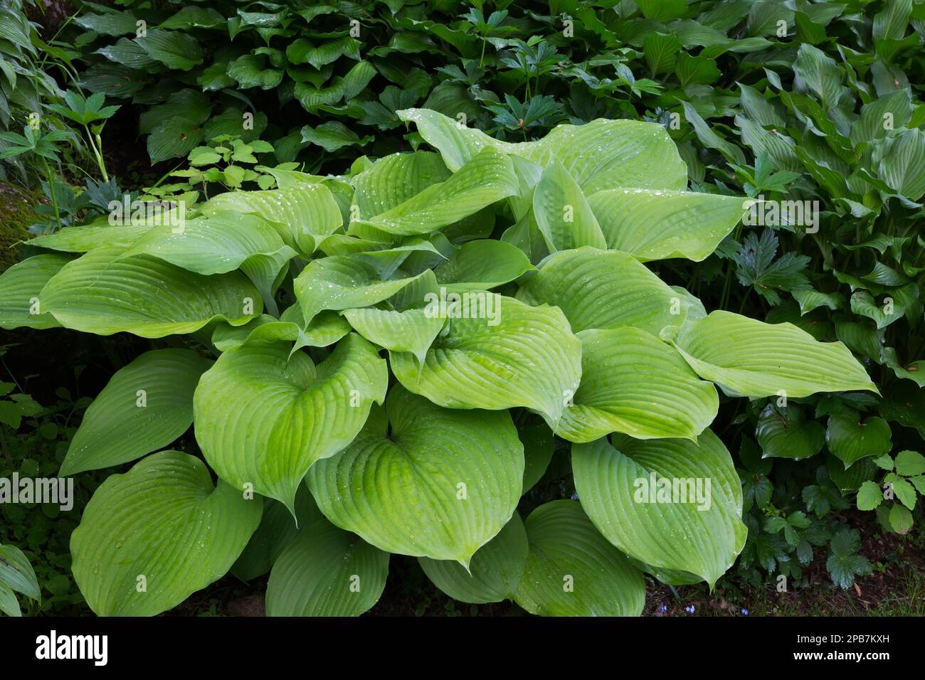 Hosta 'Osiris Ovation' in border in spring Stock Photo - Alamy
