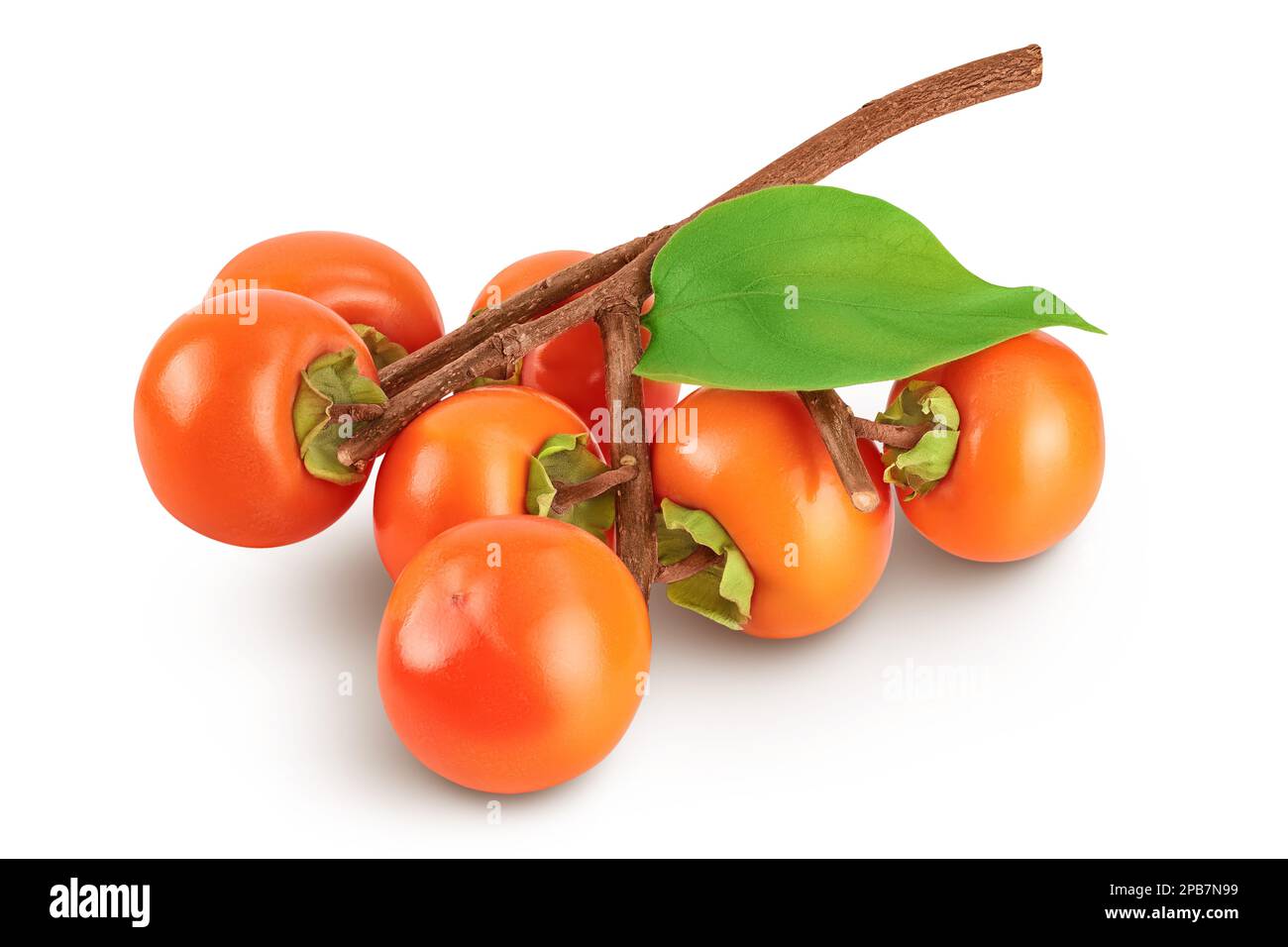 Persimmon fruit on the branch isolated on white background with full ...