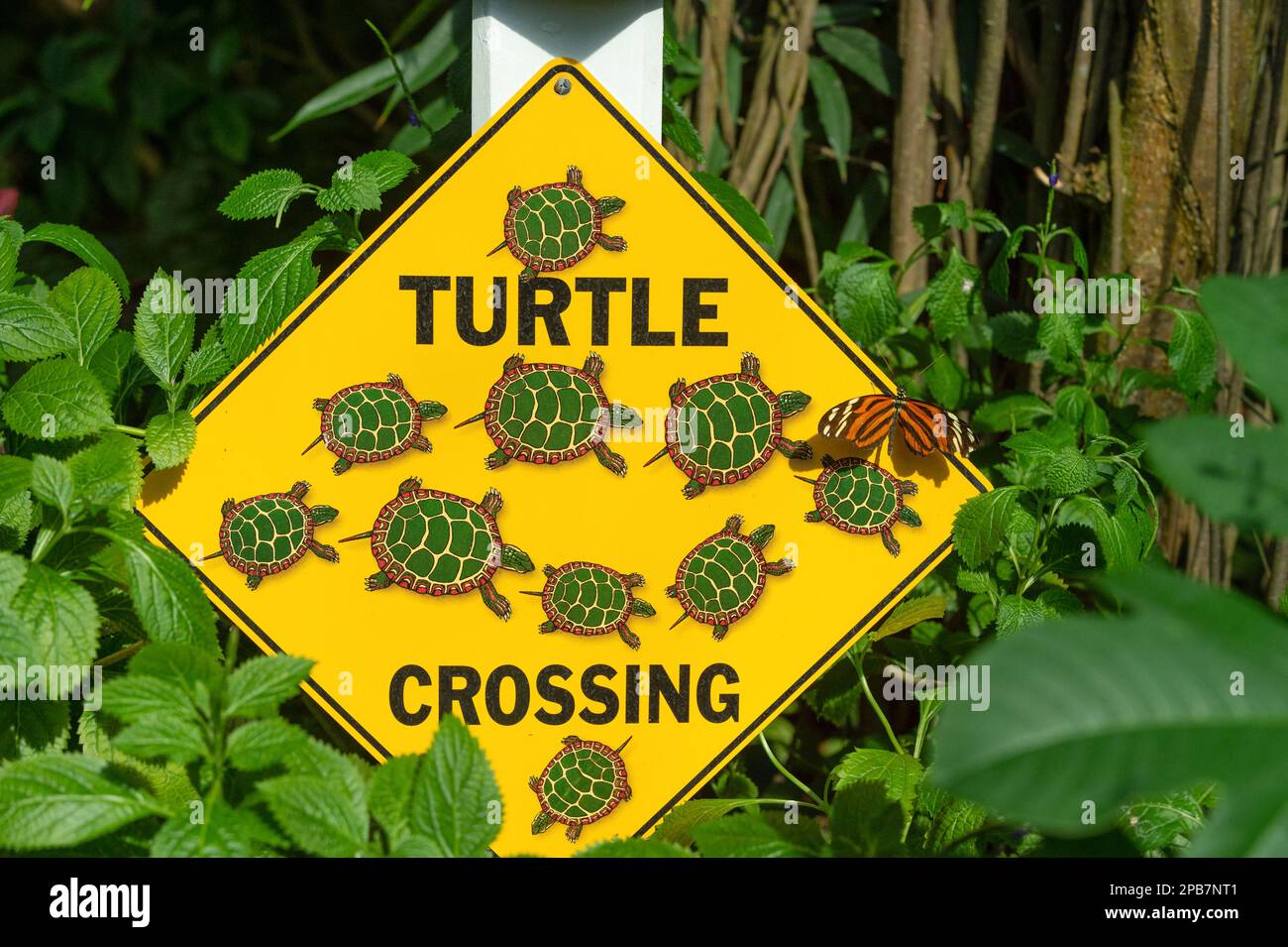 yellow sign in nature. yellow turtle crossing sign. yellow sign outdoor ...