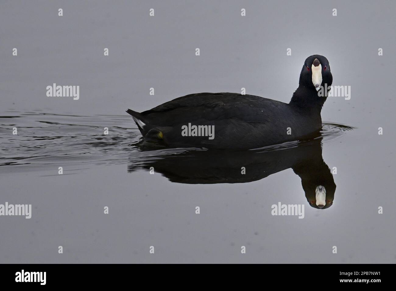 Short wings hi-res stock photography and images - Alamy