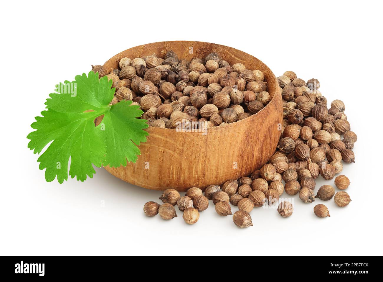 Dried coriander seeds in the wooden bowl with fresh green leaf isolated on white background ...