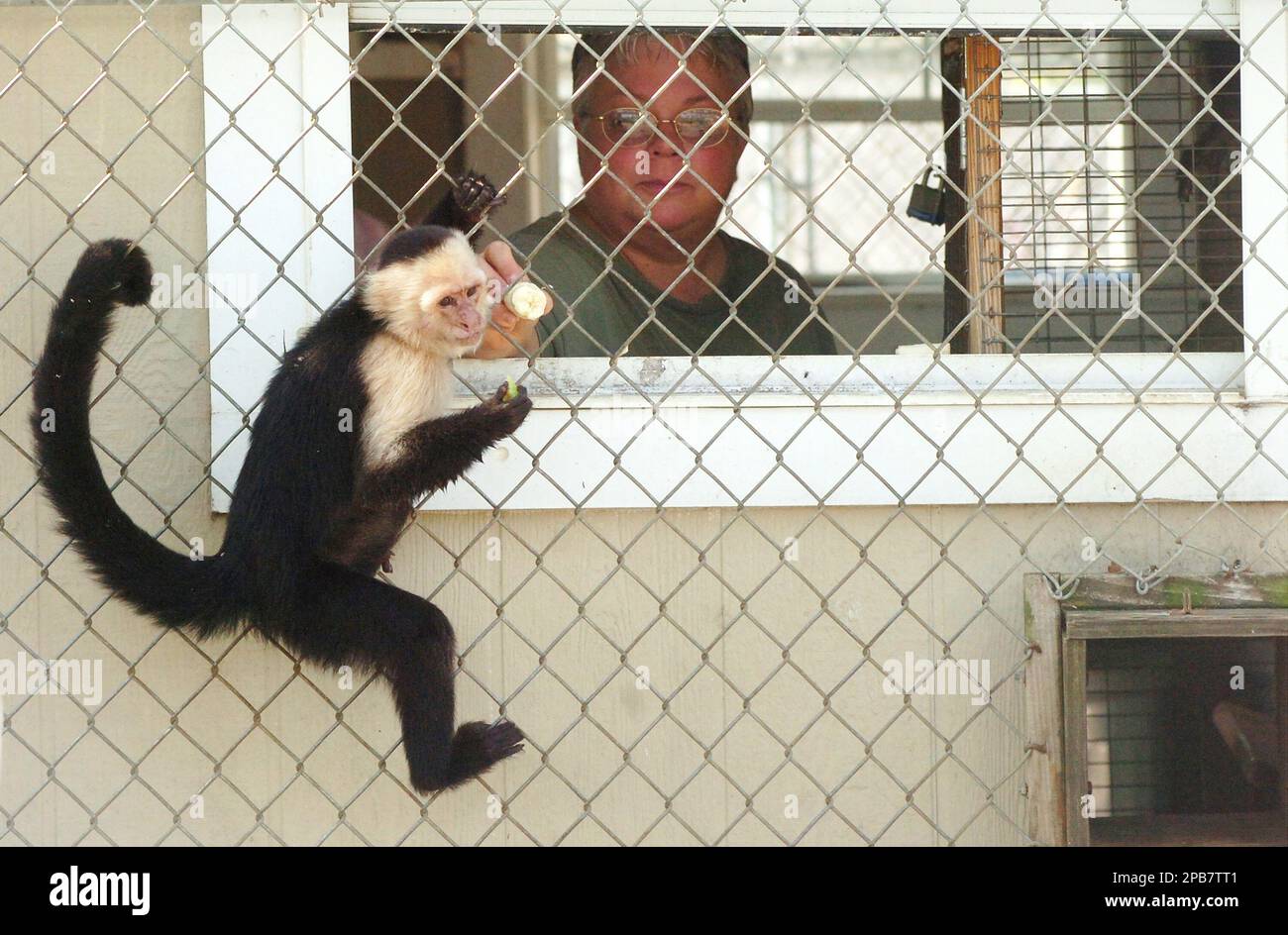 Oliver, the white-faced capuchin monkey that attracted national ...
