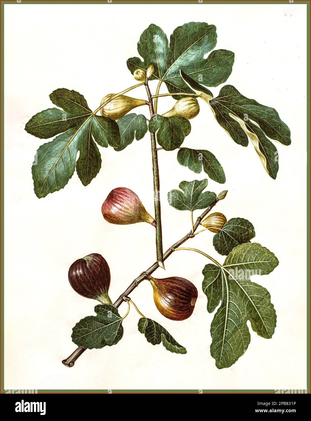FIG FIGS Lithograph Page Poster Vintage 1900s illustration of Ficus ...