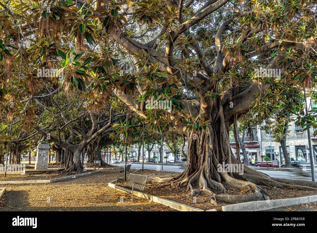Ficus macrophylla in sicily hi-res stock photography and images - Alamy