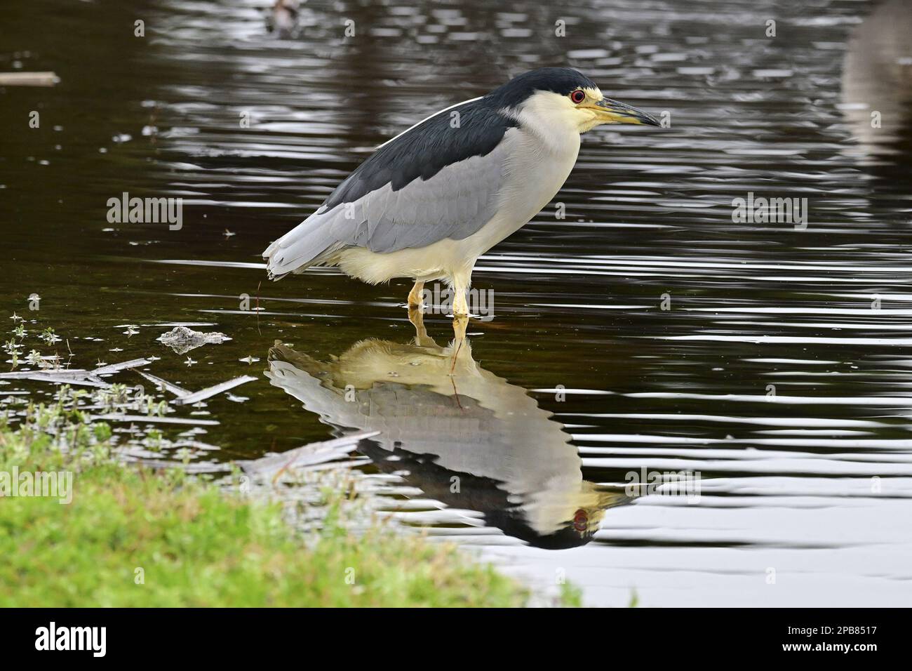 Pacific Grove, California, USA. 12th Mar, 2023. Black-crowned Night ...