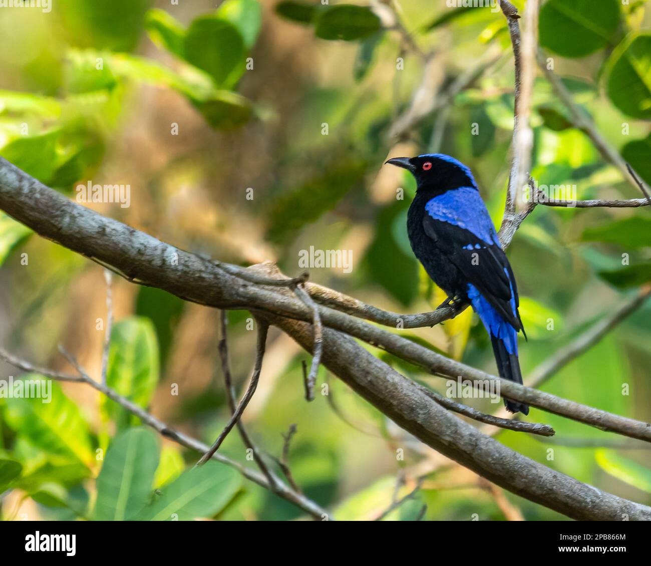 An asian fairy bluebird looking away from camera Stock Photo - Alamy