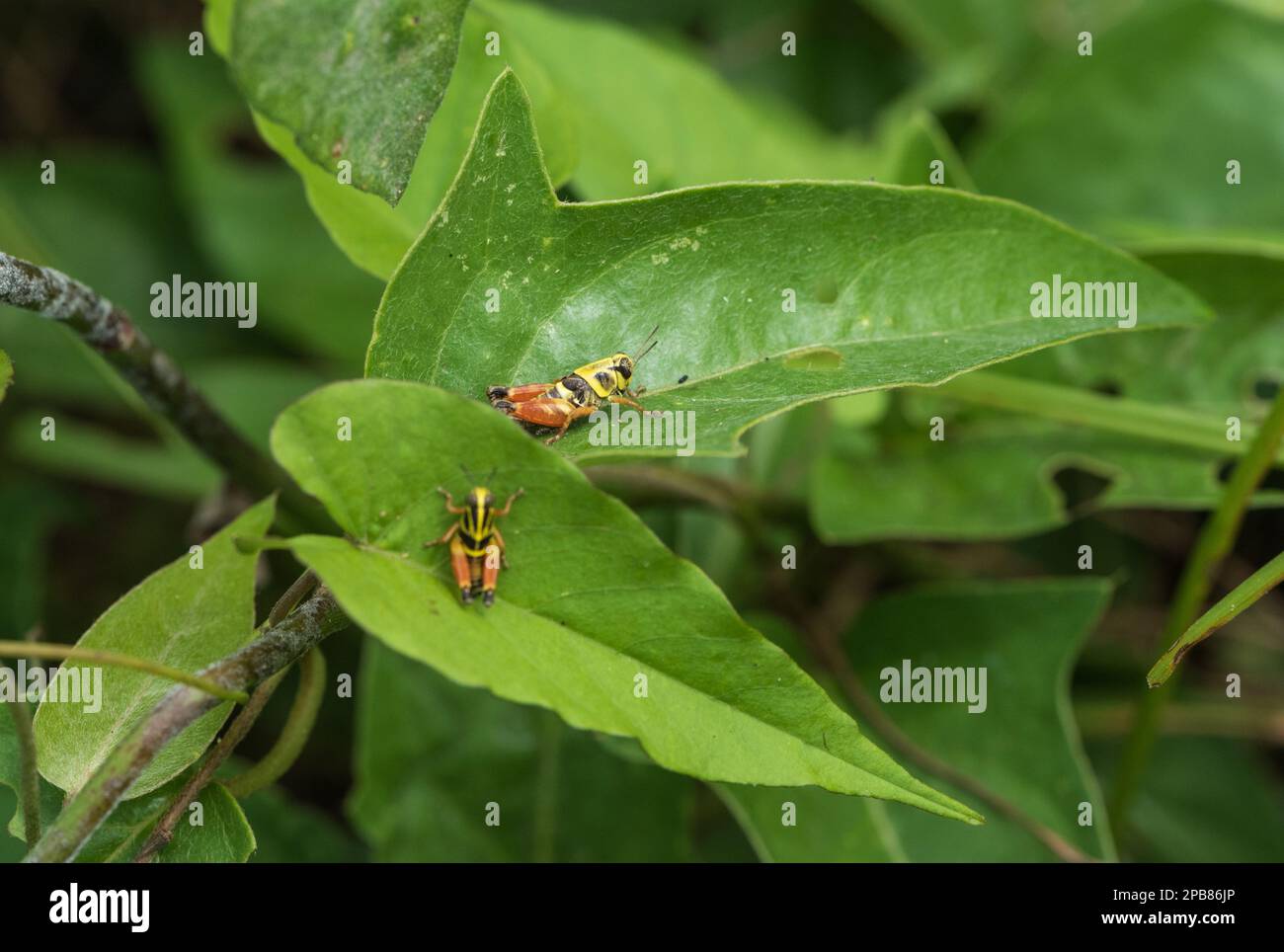 Aztec Spur-throat Grasshopper (Aidemona azteca) nymphs on a leaf Stock ...