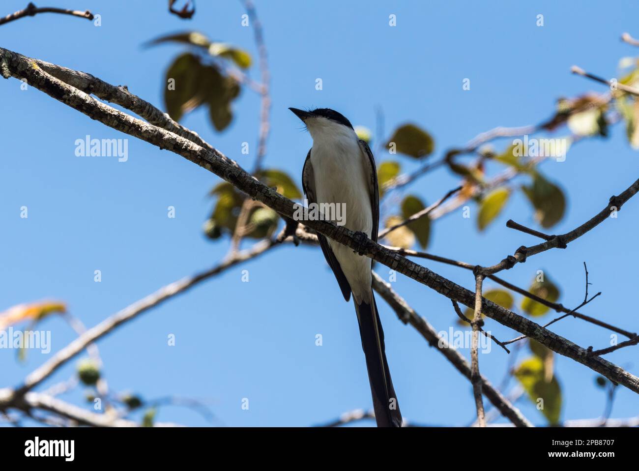 Perched Fork-tailed Flycatcher (Tyrannus savana) in a tree. Usumacinta ...