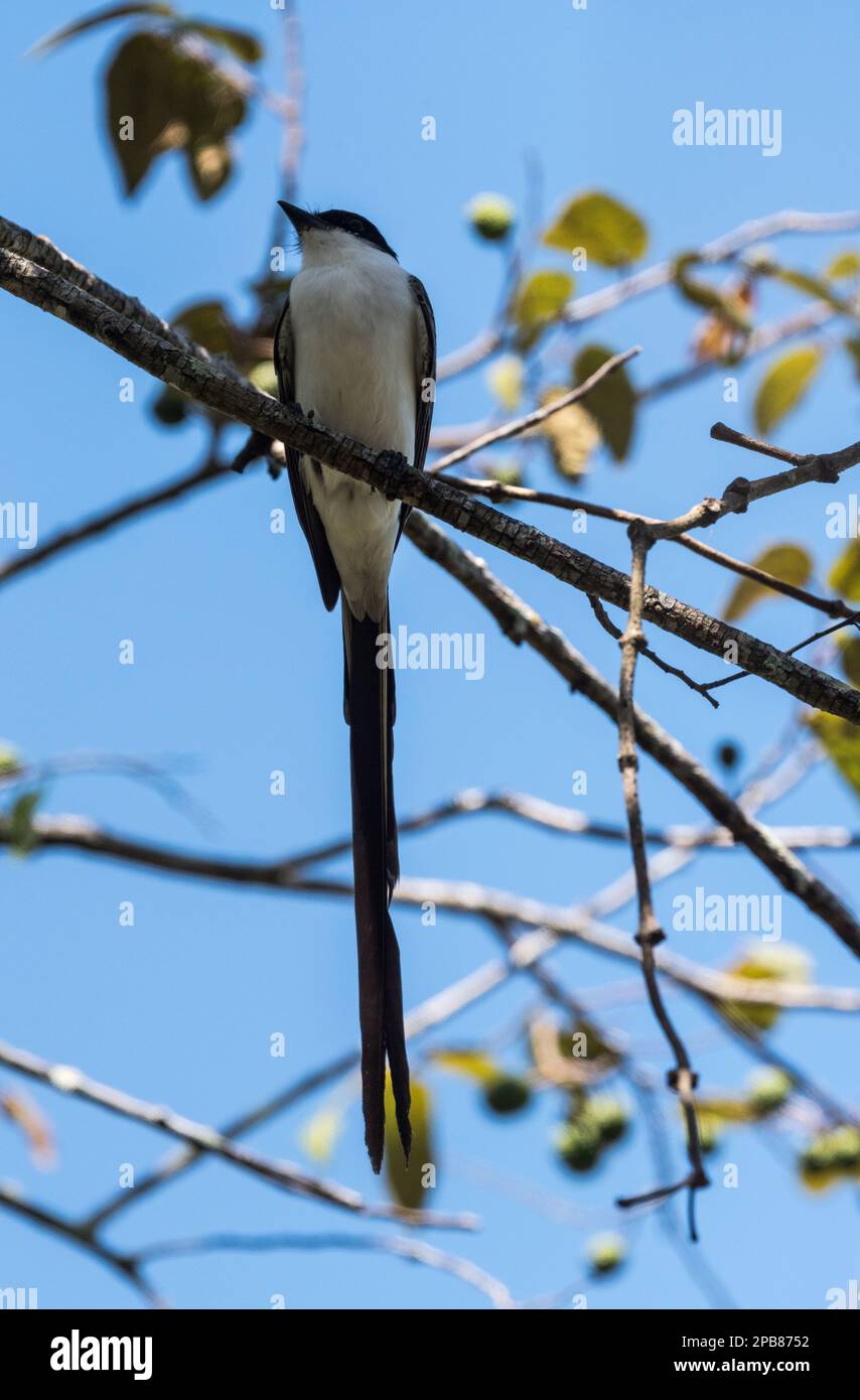 Perched Fork-tailed Flycatcher (Tyrannus savana) in a tree. Usumacinta ...