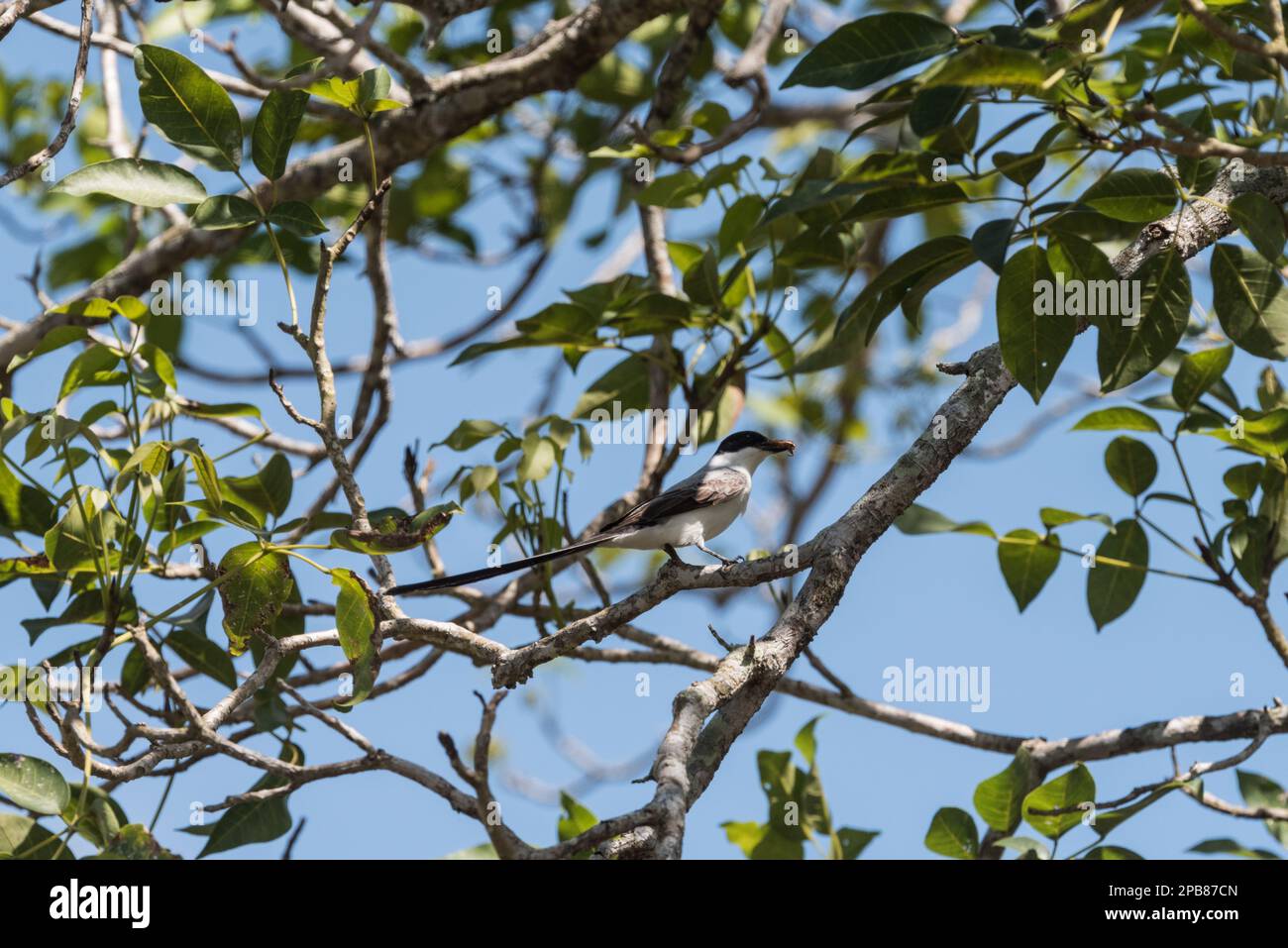 Perched Fork-tailed Flycatcher (Tyrannus savana) with prey in a tree ...