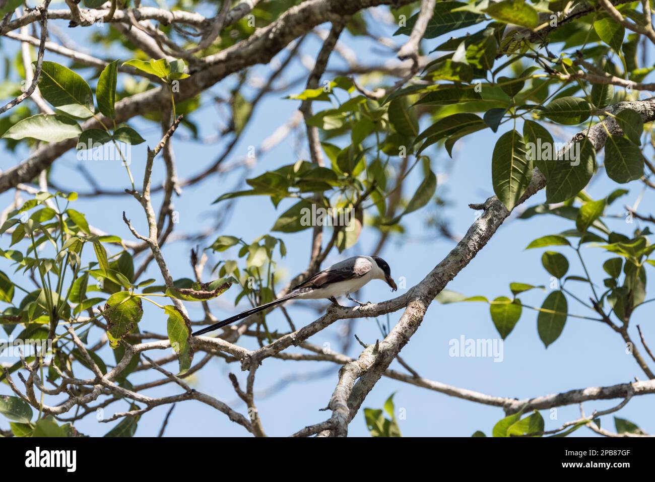 Perched Fork-tailed Flycatcher (Tyrannus savana) with prey in a tree ...