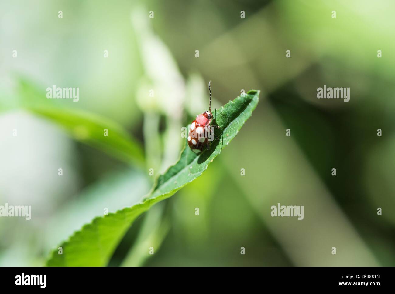 Flea Beetle (Omophoita quadrinotata) on a leaf in Chiapas State, Mexico ...